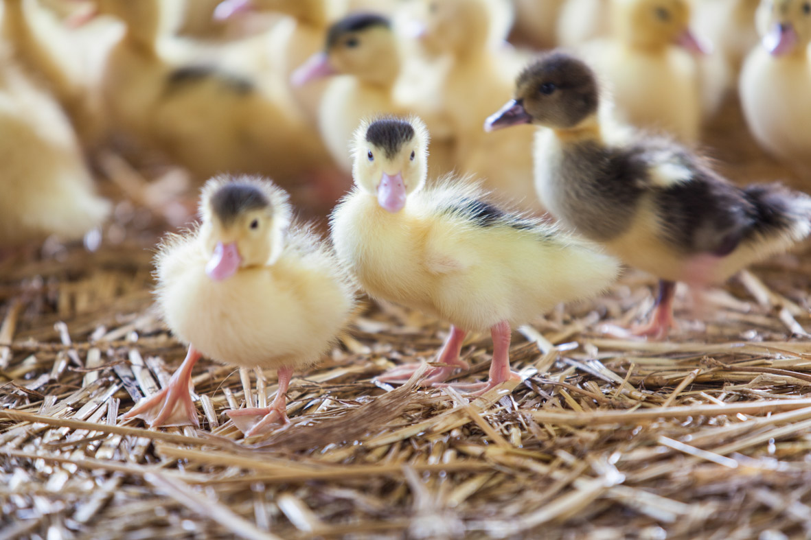 CASTAING/キャスタン | ボナペティネット | BON APPETIT-net.com